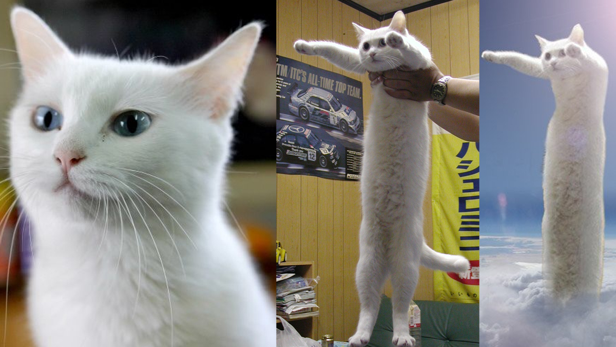 Muere el famoso gato de los memes, Longcat | KienyKe