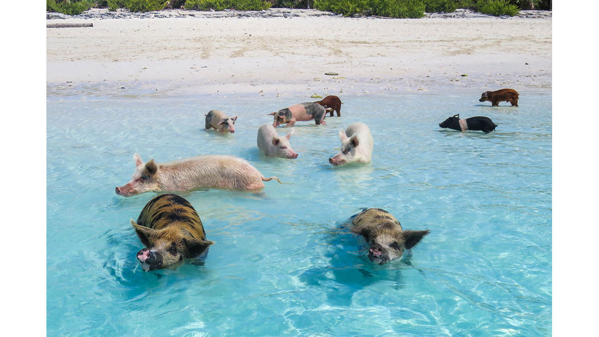 Conozca la isla de los cerdos, un destino único en el mundo | KienyKe