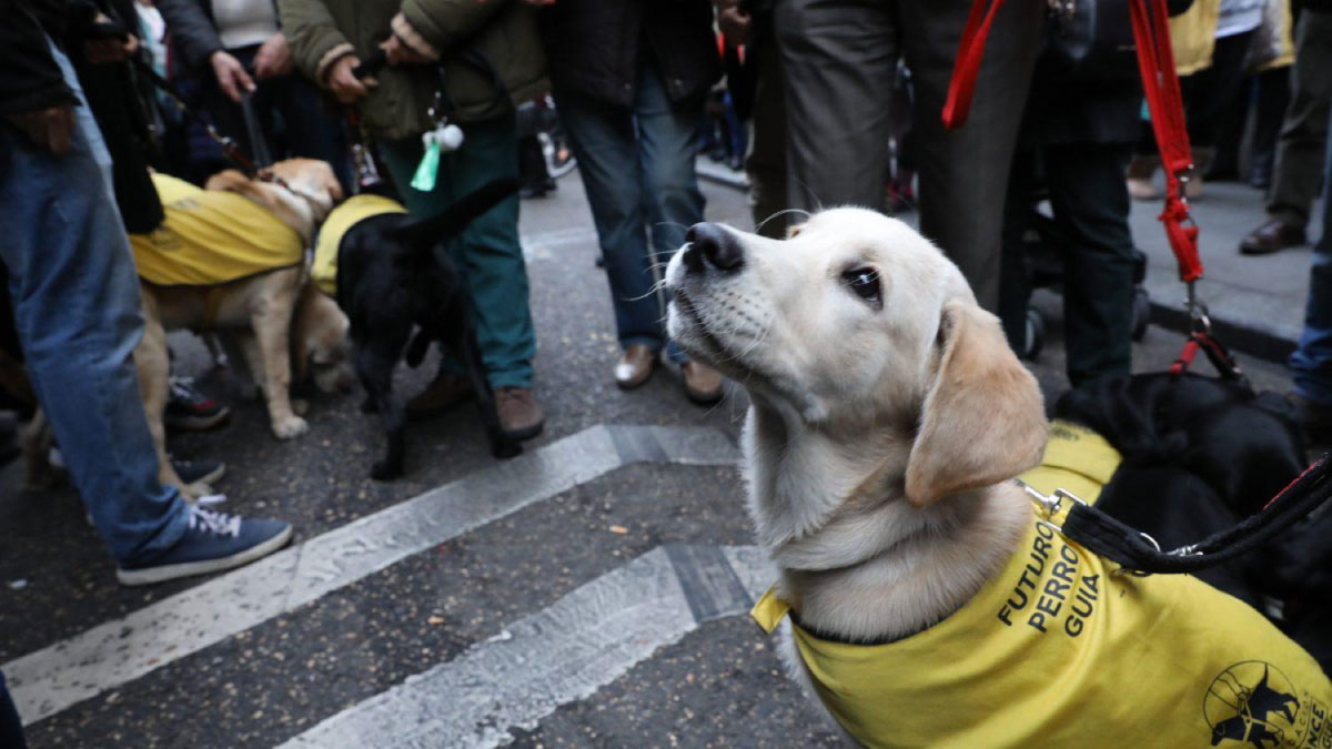 Perros guía, un vínculo que sobrepasa el arnés | KienyKe