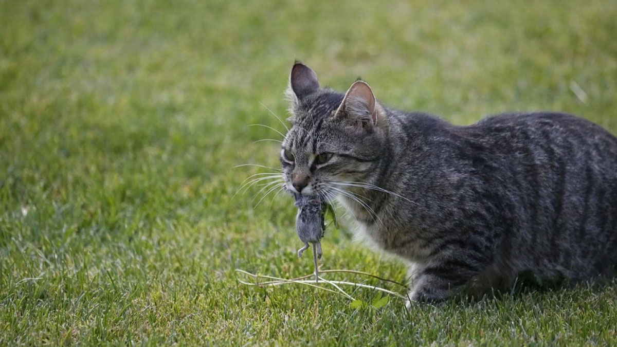 C mo Evitar Que Su Gato Cace Otros Animales KienyKe C mo Evitar Que Su Gato Cace Otros Animales KienyKe
