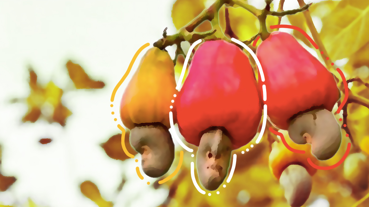 El marañón, la nuez que podría llevar a Colombia a ser potencia mundial ...