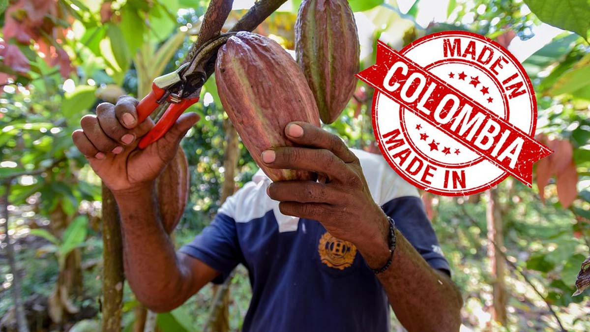 El cacao colombiano, uno de los productos más destacados | KienyKe