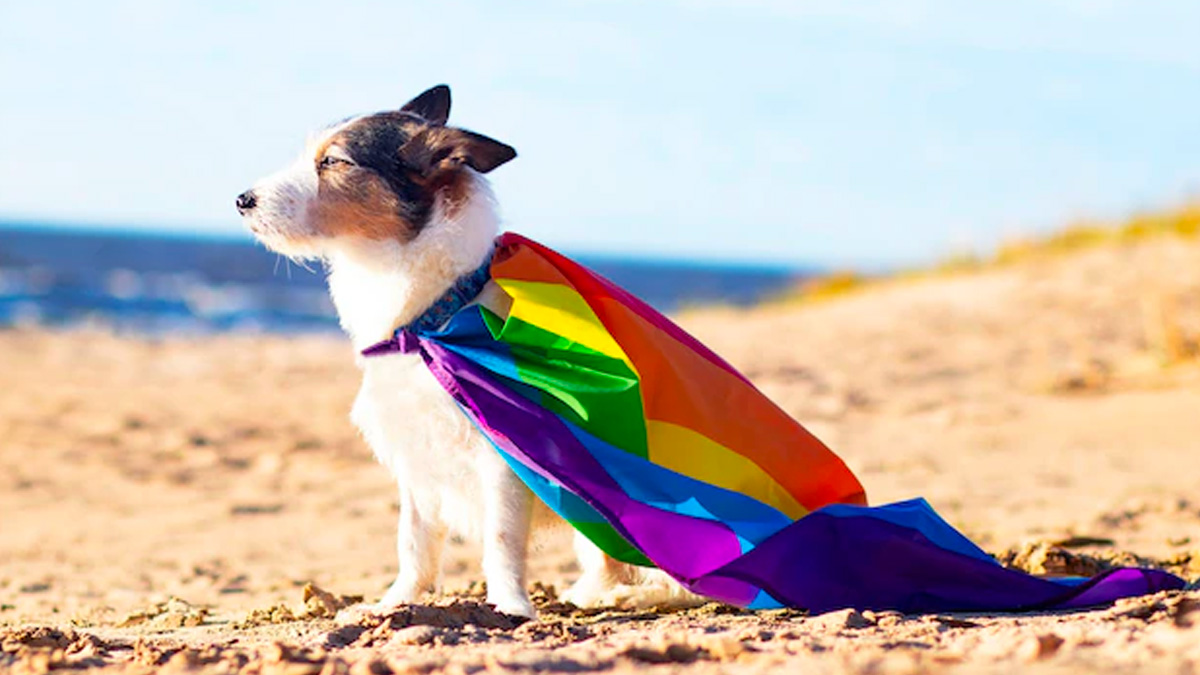 La homosexualidad en los animales: un comportamiento normal | KienyKe