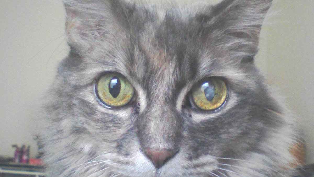 Ojos De Gatito Enfermo Mi Gato Esta Amarillo, Ictericia, Tratamientos,