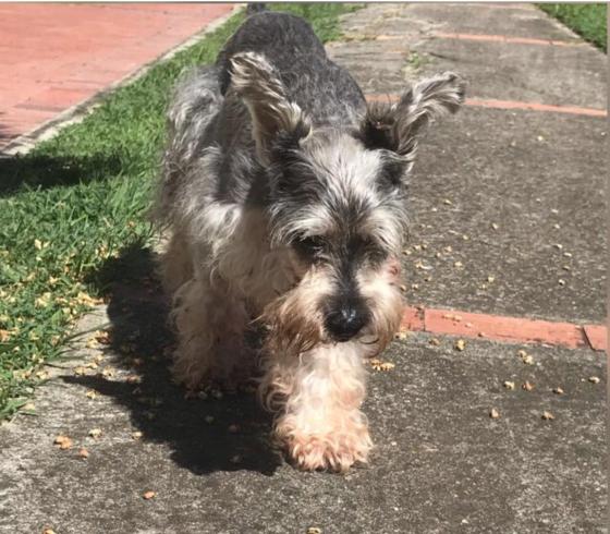 Clifor, el perro de Ibagué que ganó una tutela | KienyKe