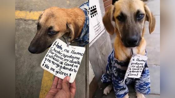 La triste historia de Chester, un perro que perdió a su dueña por el ...