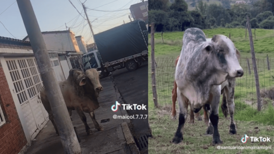 Toro que se escapó de matadero en Bogotá tuvo final feliz | KienyKe