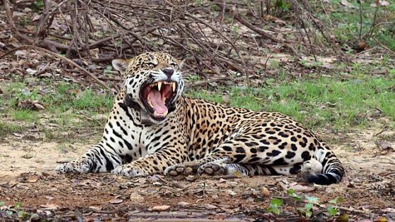 Dos crías de jaguar son la esperanza de toda una especie | KienyKe